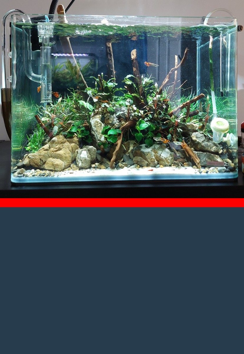 The Fish Glossary - A Glossary of Aquatic Terms for Fishkeepers