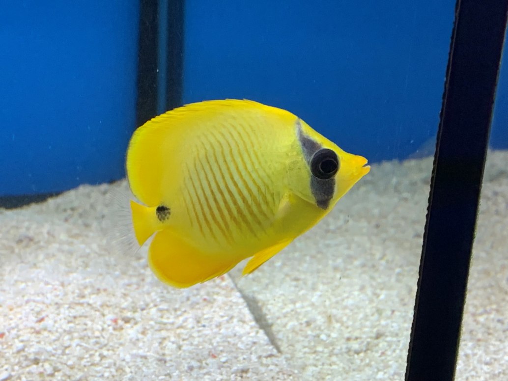 Addis Butterflyfish-Chaetodon semilarvatus