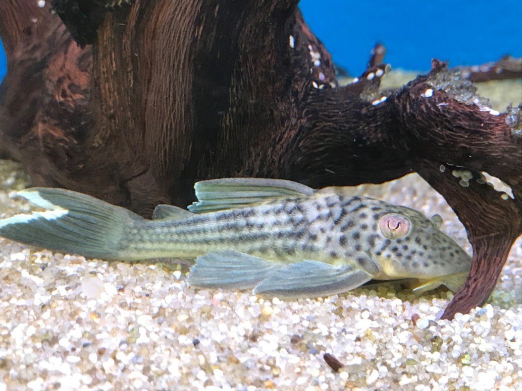 Ghost Plec L141 - Ancistomus snethlageae