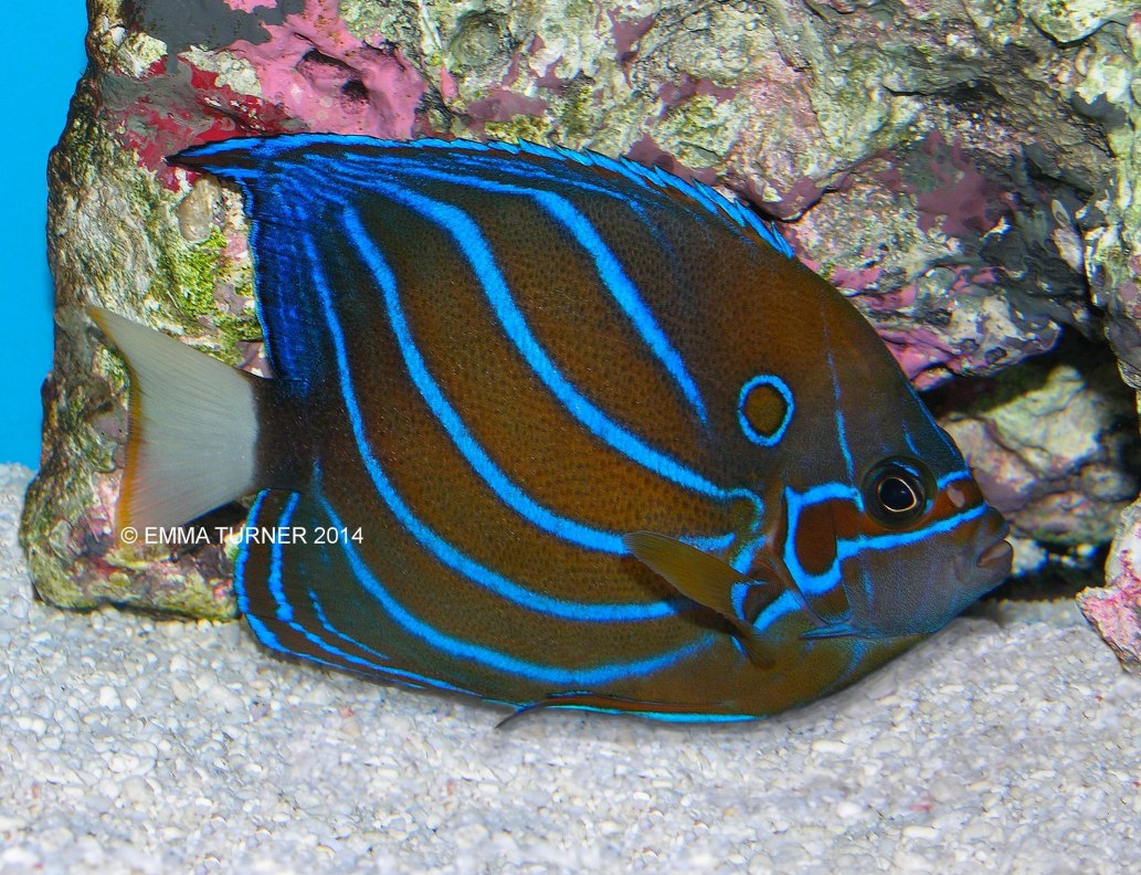 Annularis Angelfish-Pomacanthus annularis