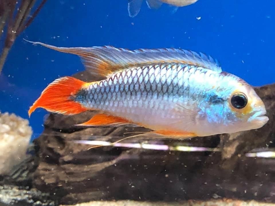 Agassiz's Apisto-Apistogramma agassizii