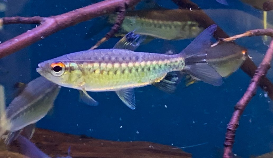 African Red-eyed Tetra-Arnoldichthys spilopterus
