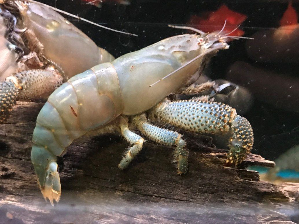 Giant Fan Shrimp-Atya gabonensis