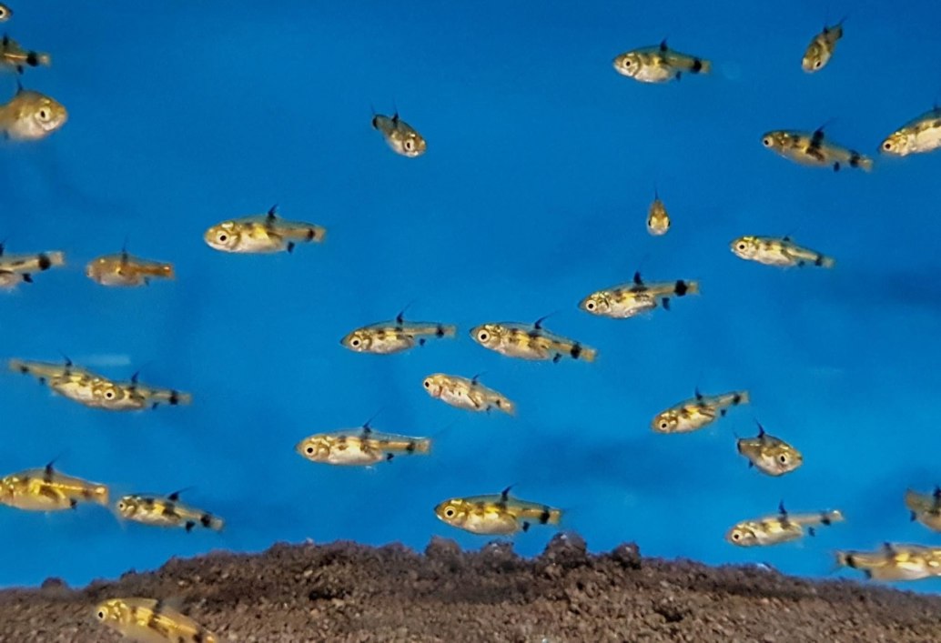 Dwarf Golden Barb-Pethia gelius