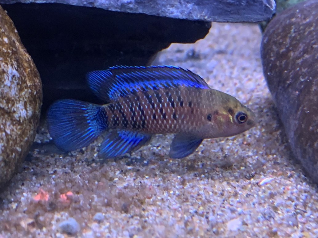 Chameleon Fish-Badis badis