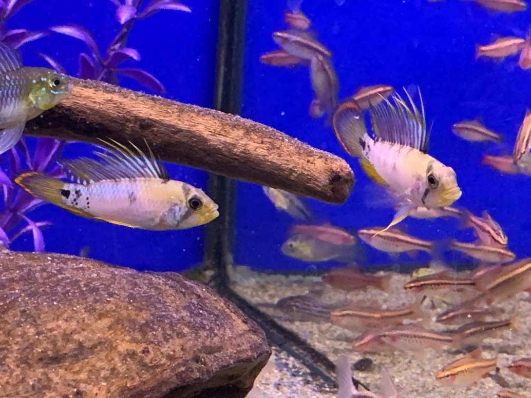 Inca Apisto-Apistogramma baenschi