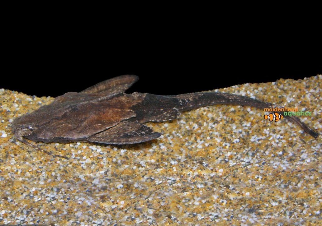 Banjo Catfish-Bunocephalus coracoideus
