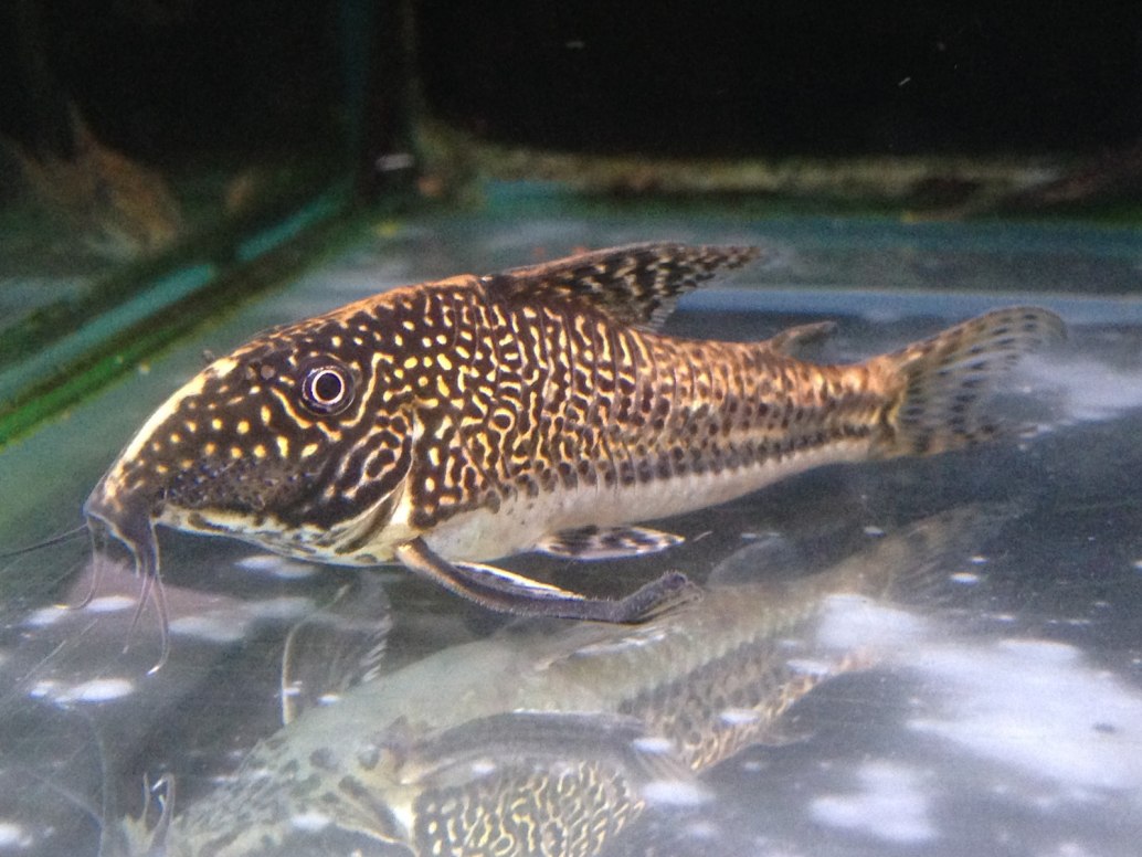 Bearded Cory-Scleromystax barbatus