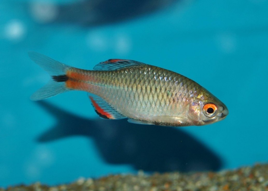 Taiwan Bitterling-Paratanakia himantegus