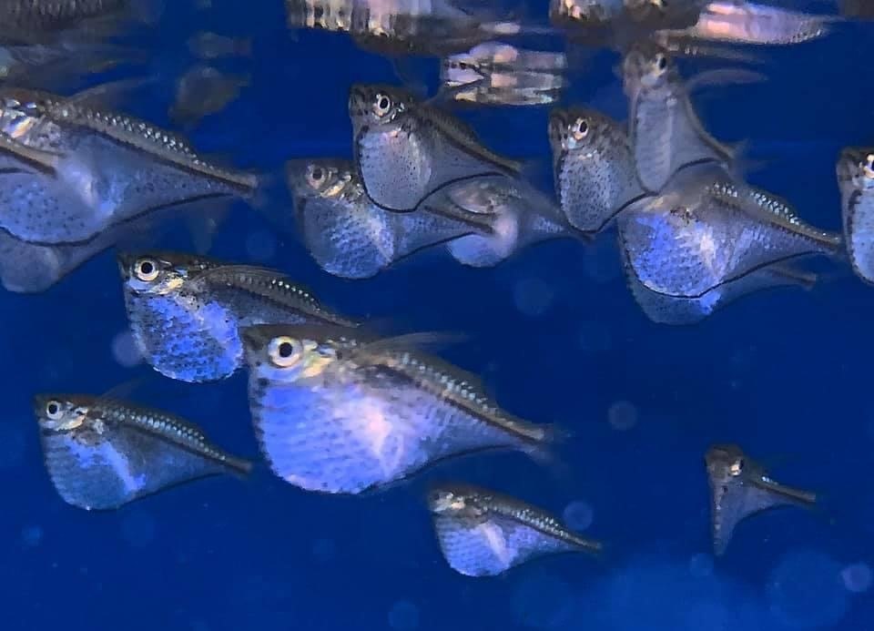 Black-winged Hatchetfish-Carnegiella marthae