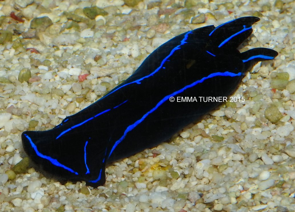 Blue Velvet Sea Slug-Chelidonura varians