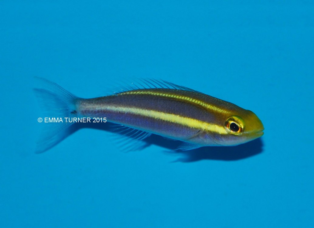 Blue Whiptail-Pentapodus emeryii