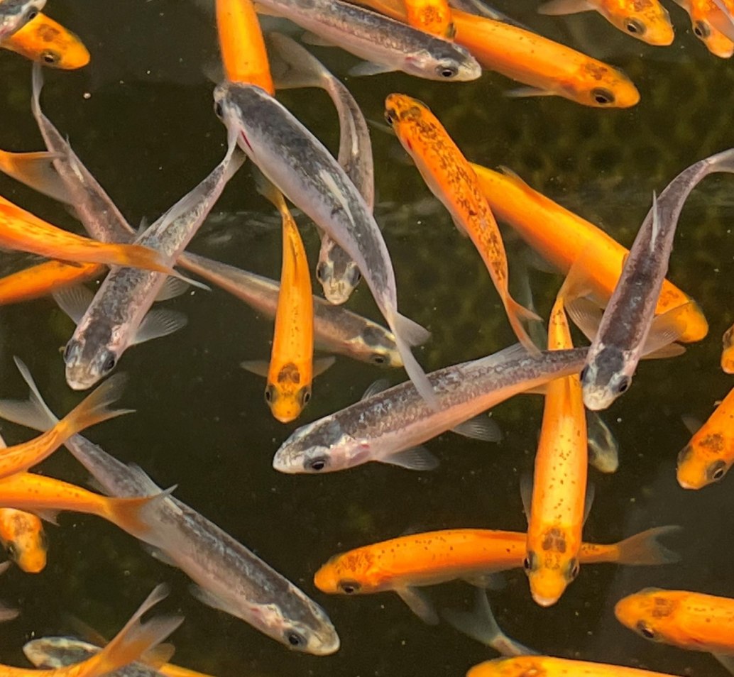 Blue Orfe-Leuciscus idus