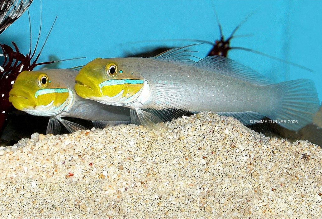 Blue Cheek Goby-Valenciennea strigata