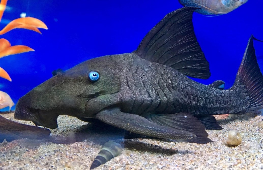 Blue-eyed Plec - Panaque cochliodon