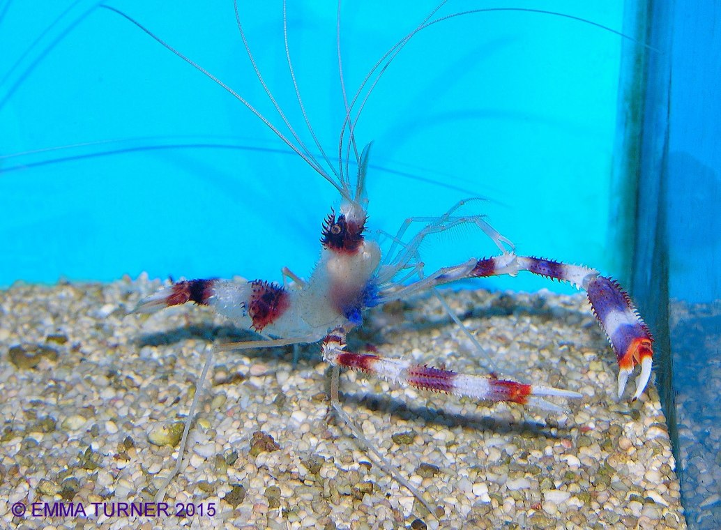Boxing Shrimp-Stenopus hispidus