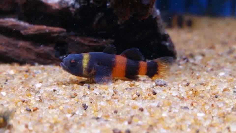 Bumblebee Goby-Brachygobius doriae