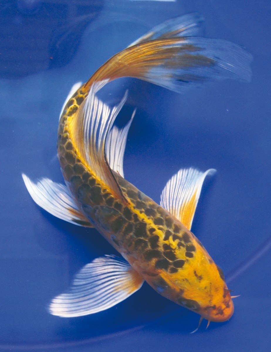 Koi-Cyprinus carpio