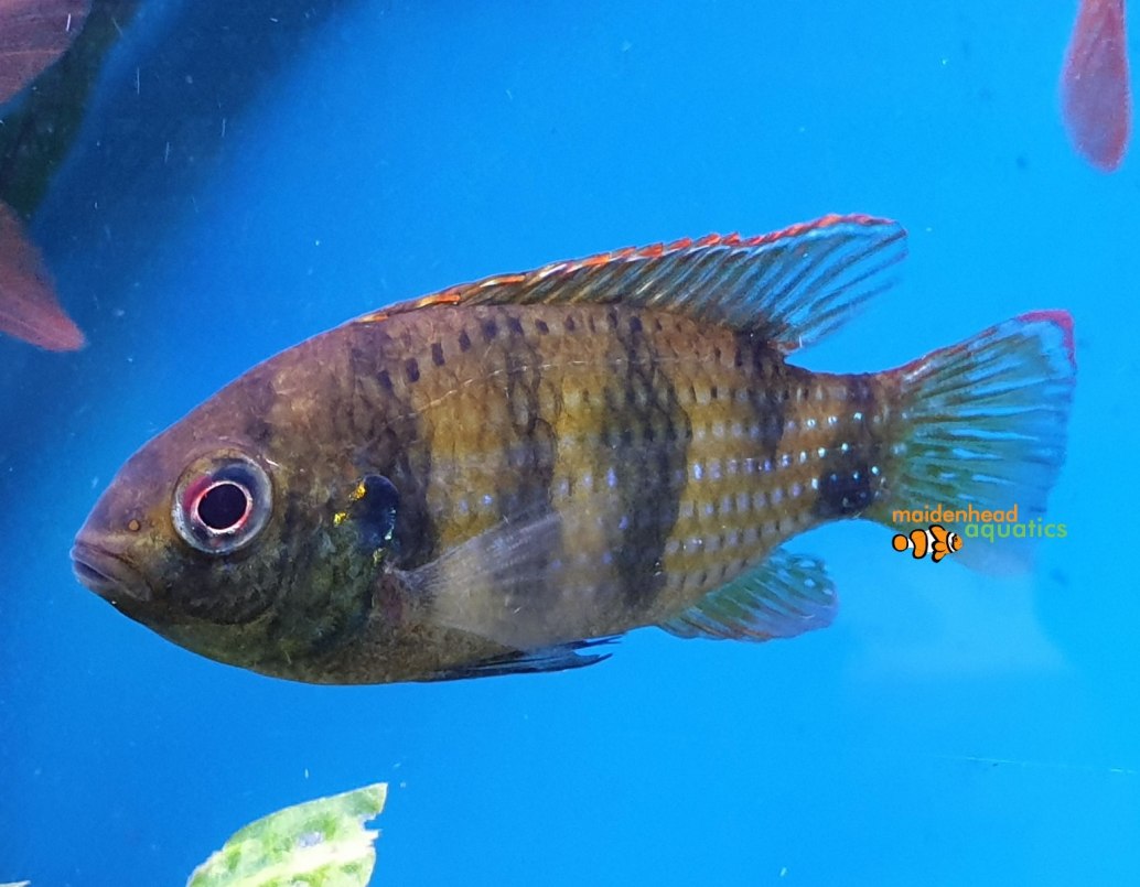 African Butterfly Cichlid-Anomalochromis thomasi