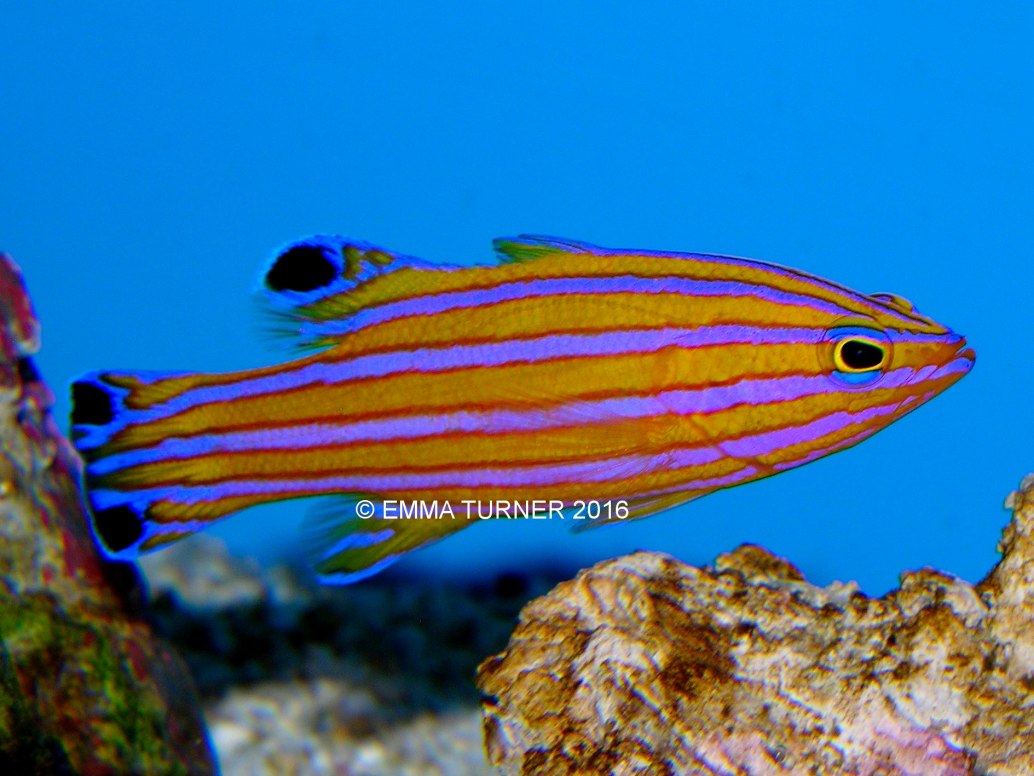 Candy Basslet-Liopropoma carmabi