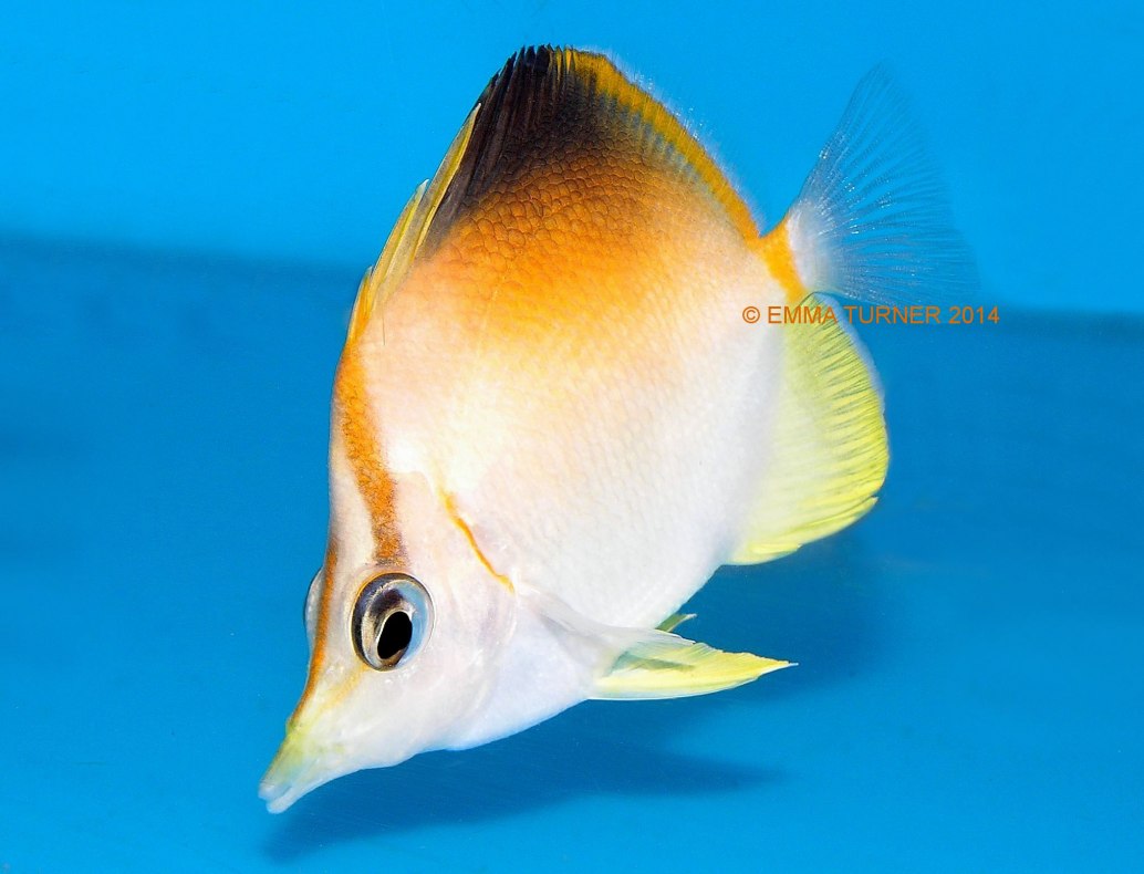 Caribbean Longnose Butterflyfish-Prognathodes aculeatus