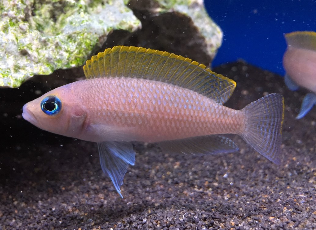 Lamp caudopunctatus red fin-Neolamprologus caudopunctatus