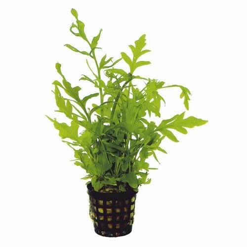 Ceratopteris thalictroides