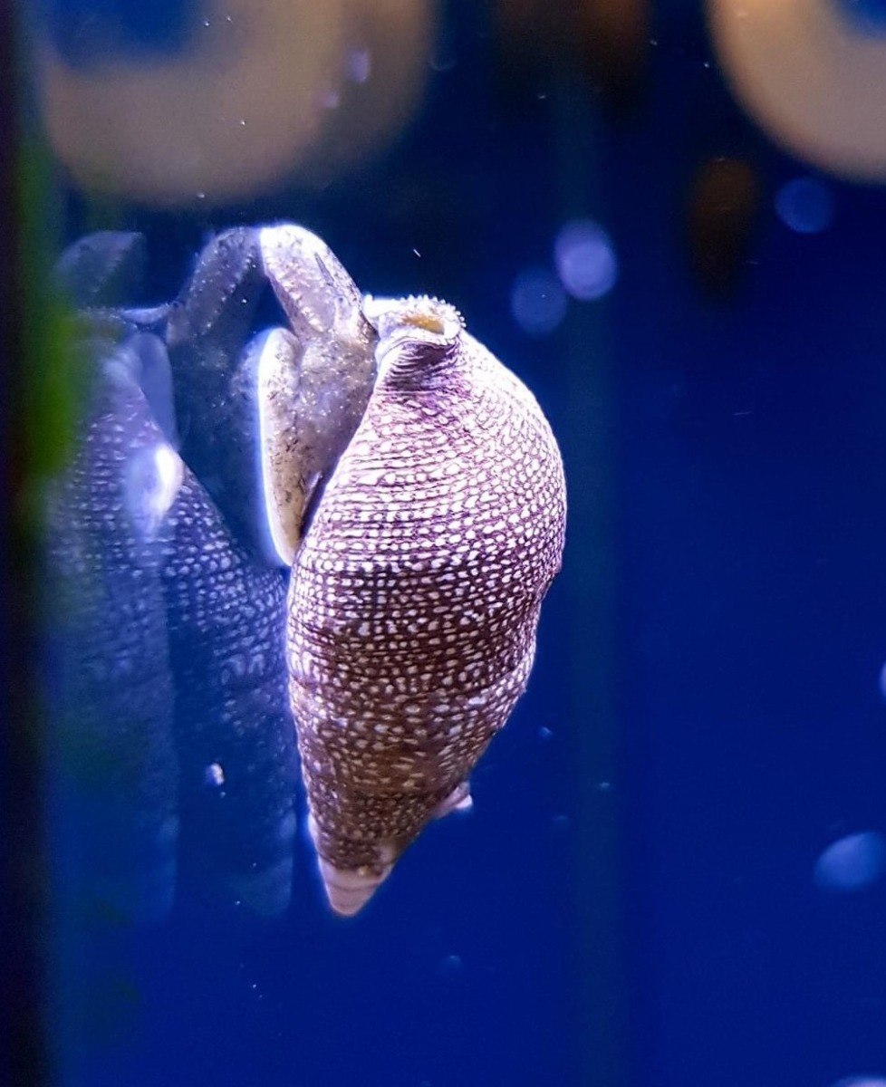 Cerith Snail-Cerithium