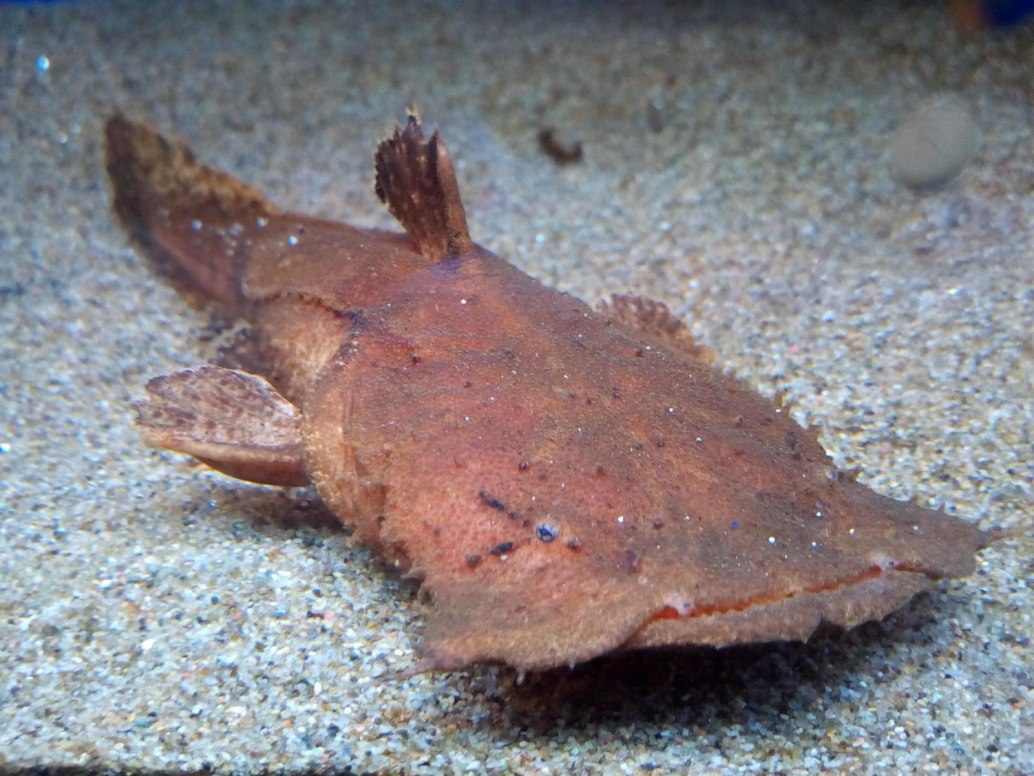 Frogmouth Catfish-Chaca chaca