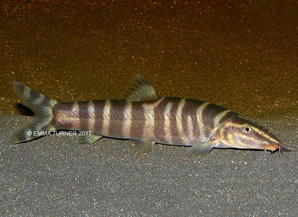 Chinese Golden Zebra Loach-Sinibotia pulchra
