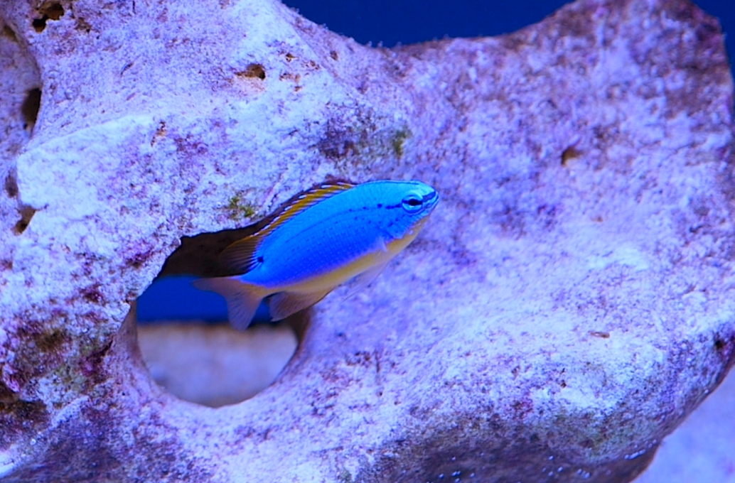 Fijian Blue Damselfish-Chrysiptera taupou