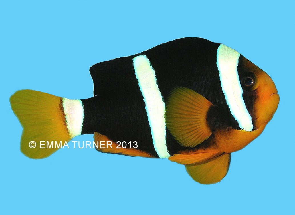 Clark's Clownfish-Amphiprion clarkii
