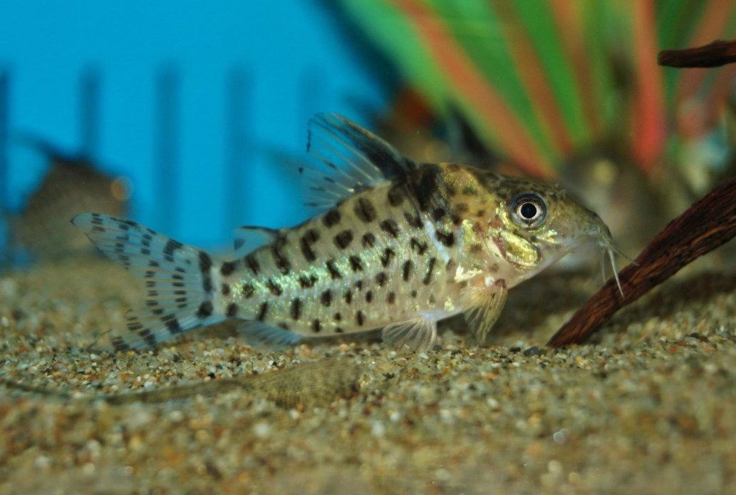 Agassiz's Cory-Brochis agassizii