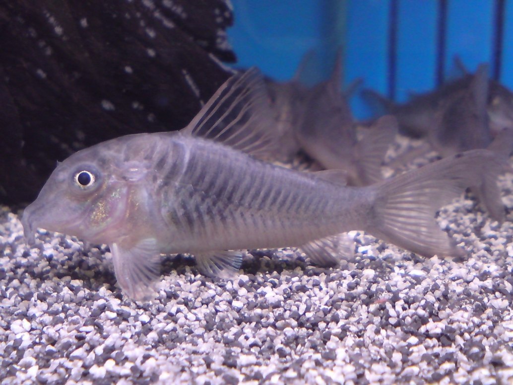 Northern Long-nosed Cory-Corydoras septentrionalis