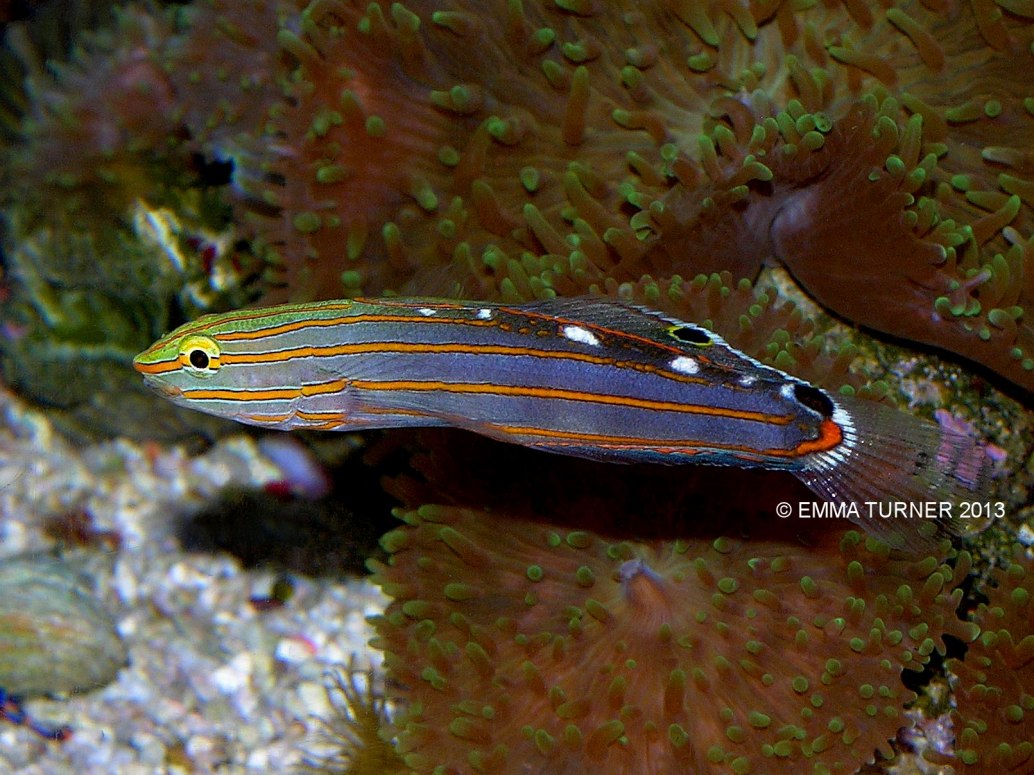 Court Jester Goby-Koumansetta rainfordi