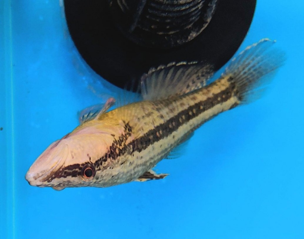 Crazy Fish-Butis butis