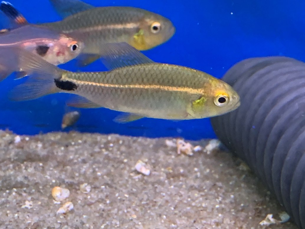 Sailfin Tetra - Crenuchus spilurus
