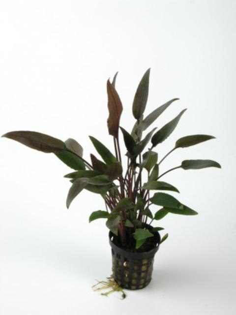 Cryptocoryne walkeri
