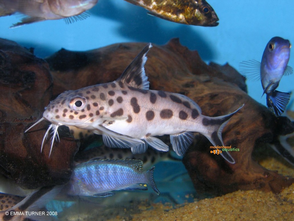 Cuckoo Catfish-Synodontis multipunctatus