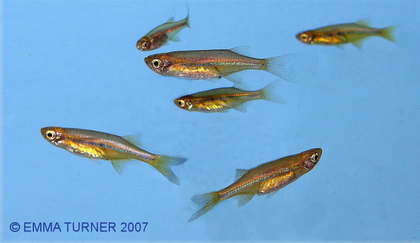 Dadio-Neochela dadiburjori