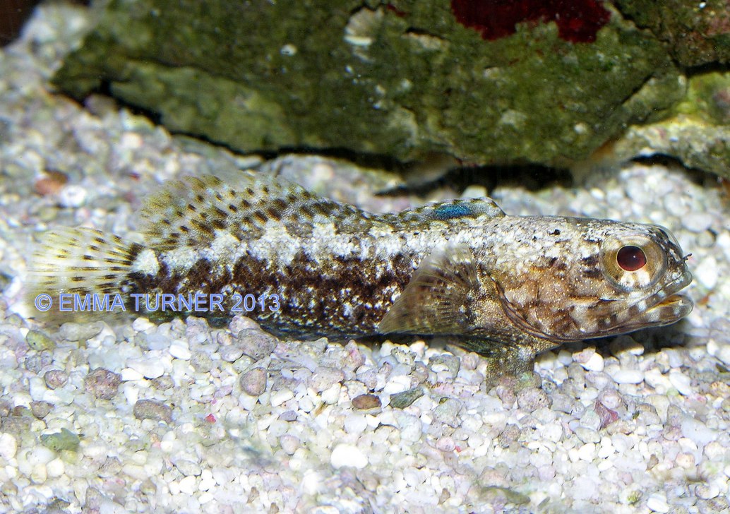 Dusky Jawfish-Opistognathus whitehursti
