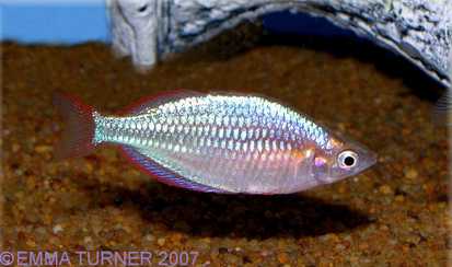 Dwarf Neon Rainbowfish-Melanotaenia praecox