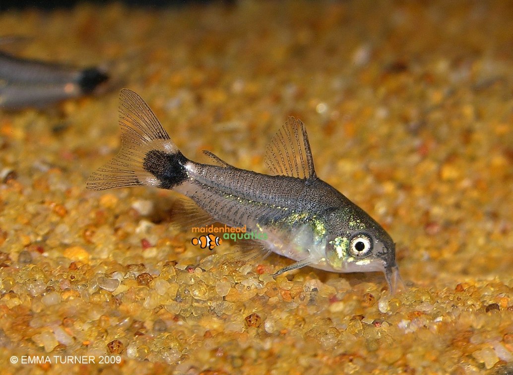Dwarf Cory-Corydoras hastatus