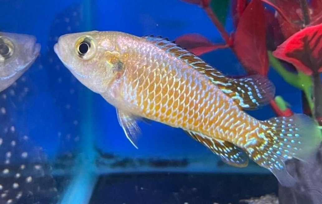 Egyptian Mouthbrooder-Pseudocrenilabrus multicolor multicolor