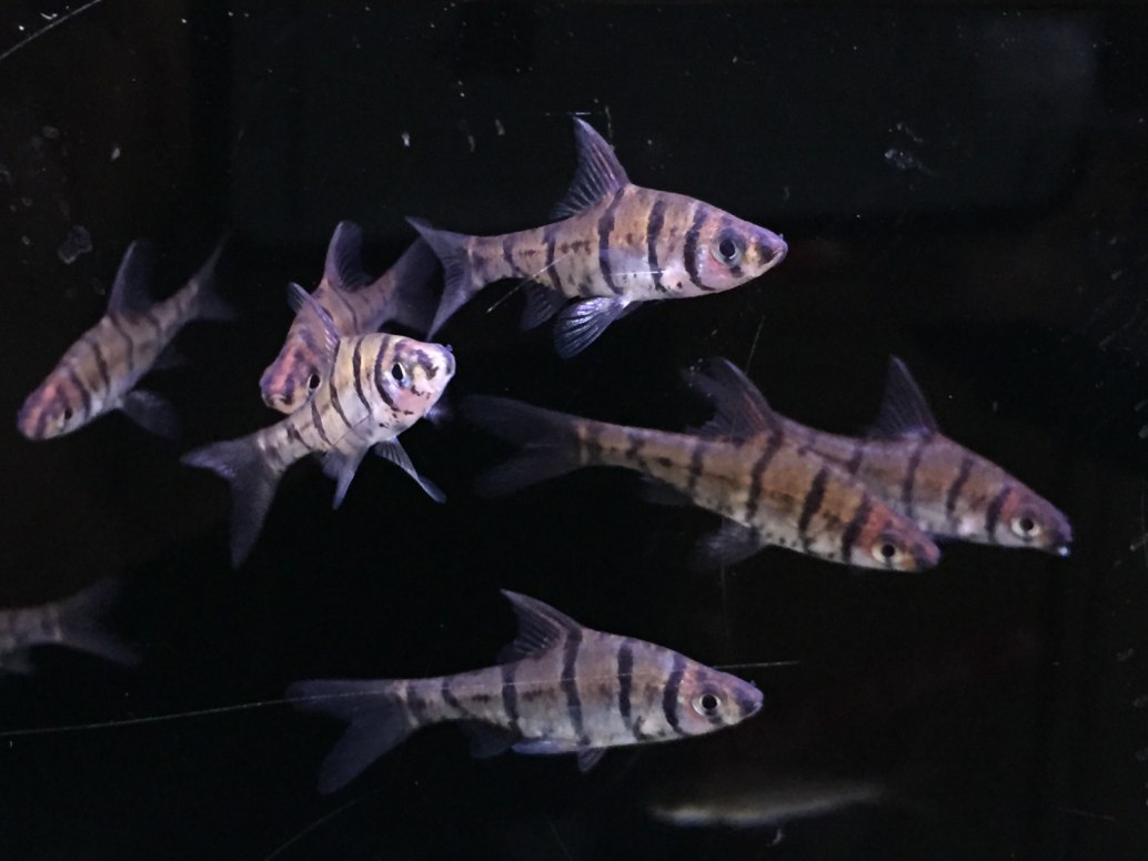 Eight Banded False Barb-Eirmotus octozona
