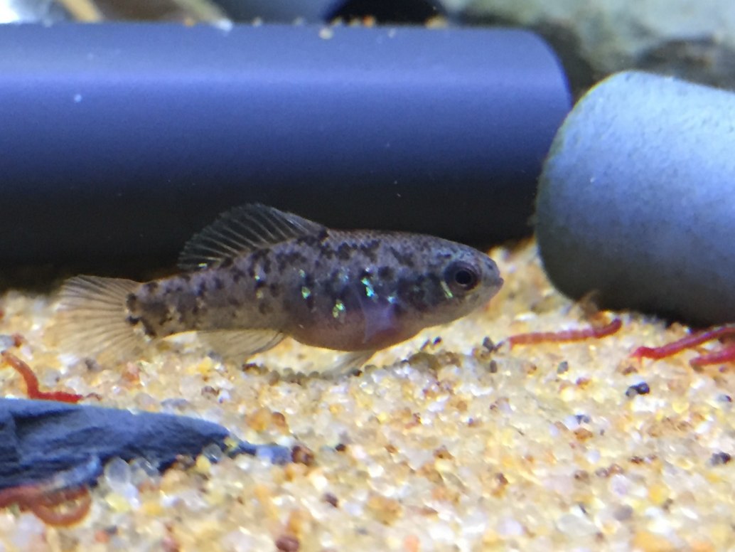Everglades Pygmy Sunfish-Elassoma evergladei