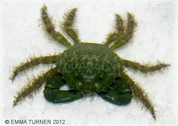 Emerald Crab-Mithraculus sculptus