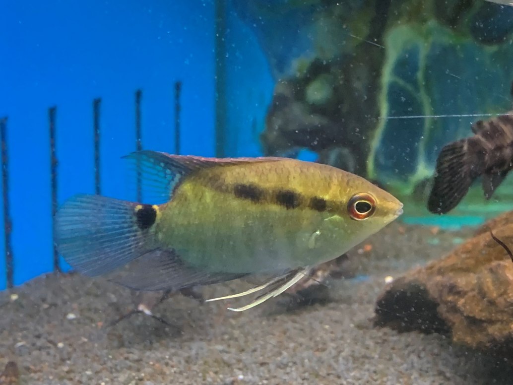 Festive Cichlid-Mesonauta festivus