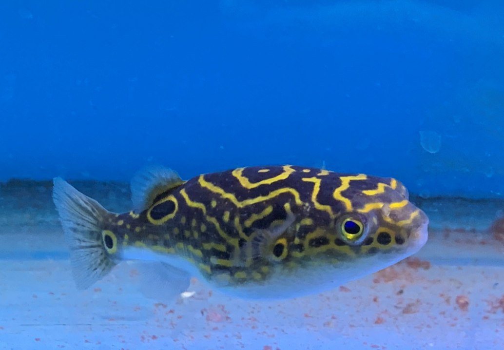 Figure of Eight Puffer-Dichotomyctere biocellatus