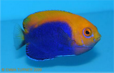 Fireball Angelfish-Centropyge acanthops